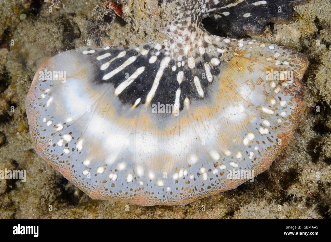 Fin markings hi-res stock photography and images - Alamy