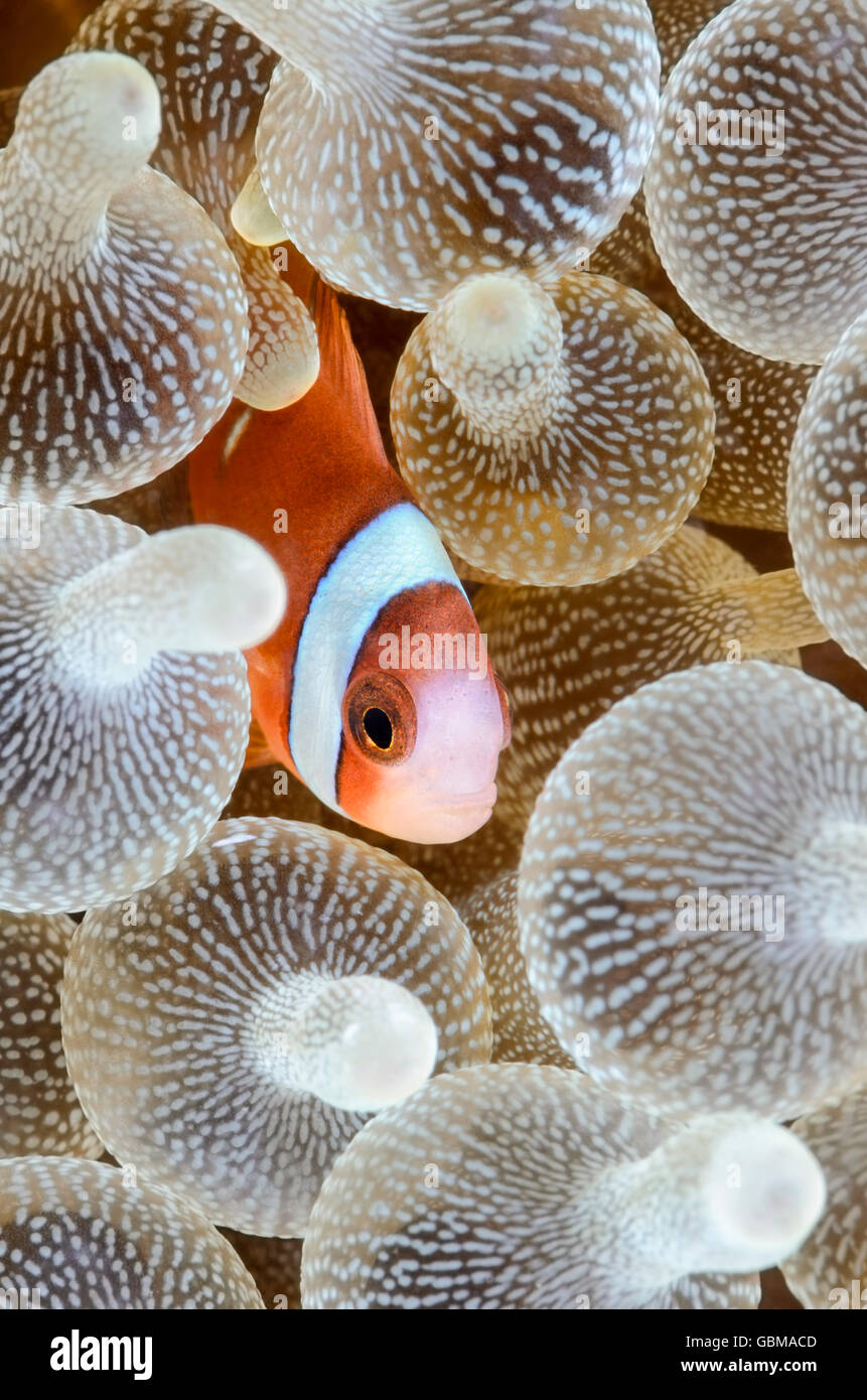 juvenile Clark's anemonefish, Amphiprion clarkii, Ambon, Maluku ...