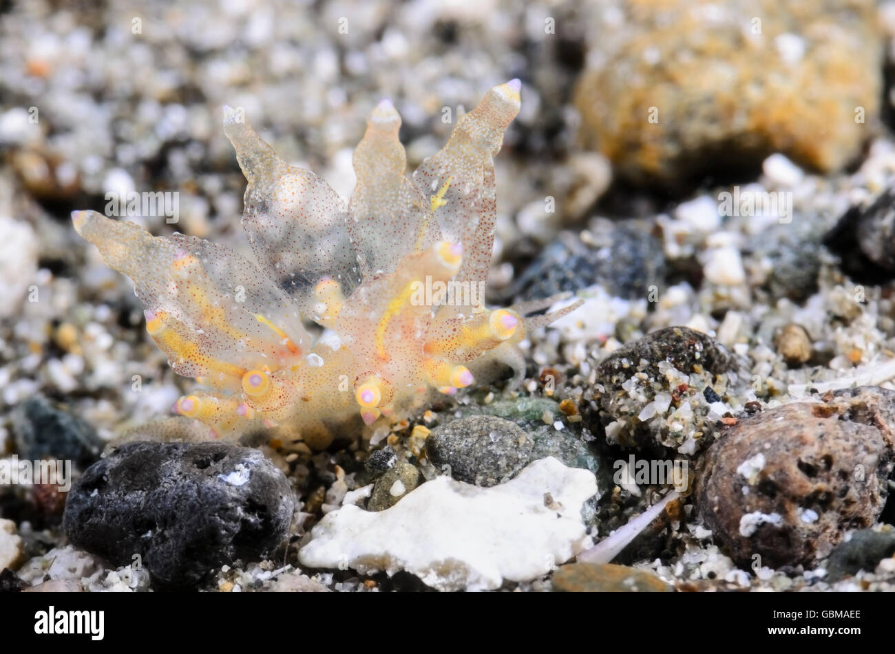 sea slug or nudibranch, Eubranchus sp., Ambon, Maluku, Indonesia ...