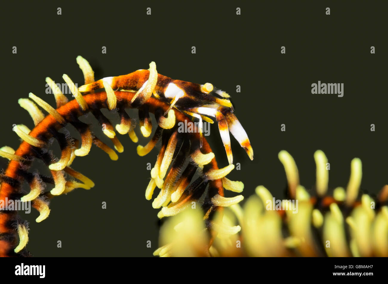 Crinoid shrimp, Laomenes sp., Ambon, Maluku, Indonesia, Pacific Stock ...