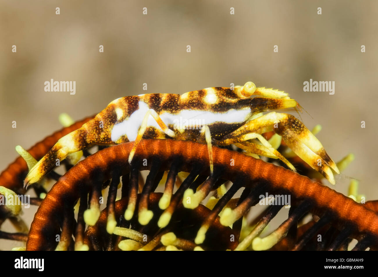 Crinoid shrimp eating an amphipod, Laomenes sp., Ambon, Maluku ...