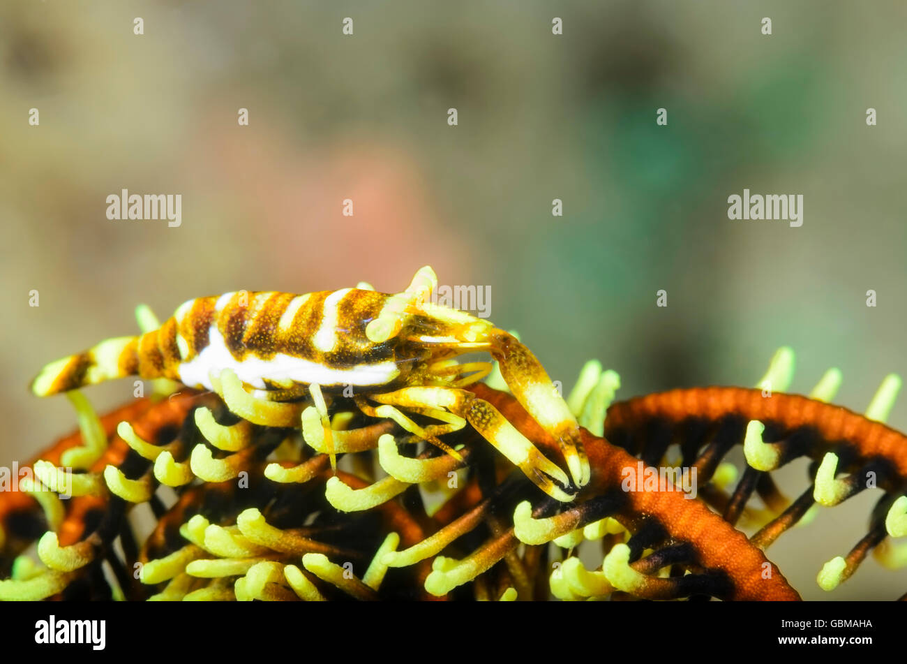 Commensal crinoid shrimp hi-res stock photography and images - Alamy