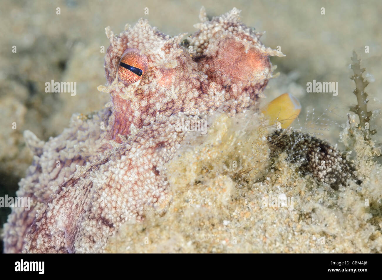 Coconut octopus, Amphioctopus marginatus, Ambon, Maluku, Indonesia ...