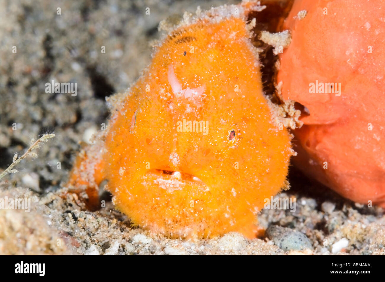 juvenile Hairy frogfish, Antennarius striatus, Ambon, Maluku, Indonesia ...
