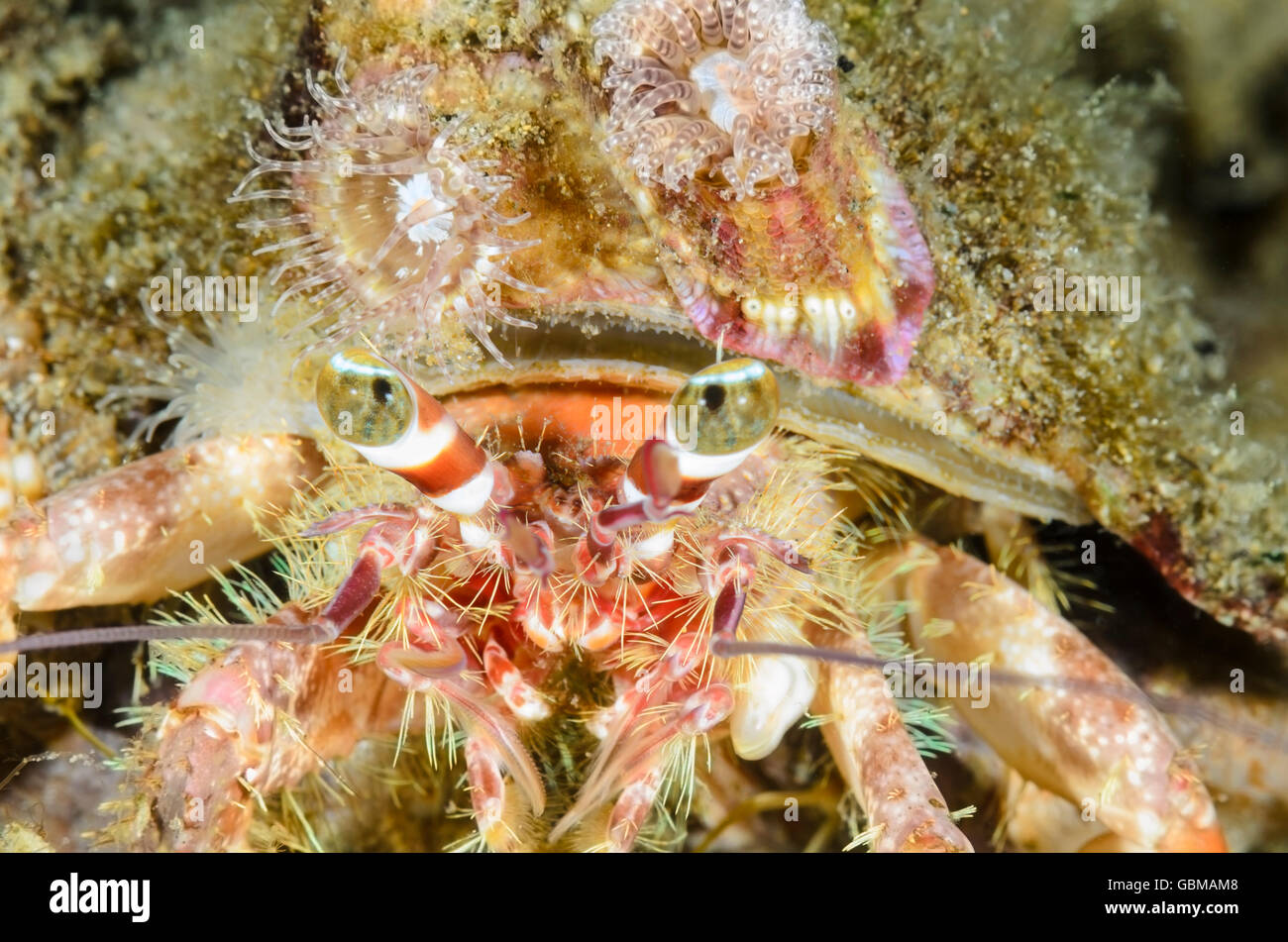 Anemone hermit crab, Dardanus pedunculatus, covers its shell with ...