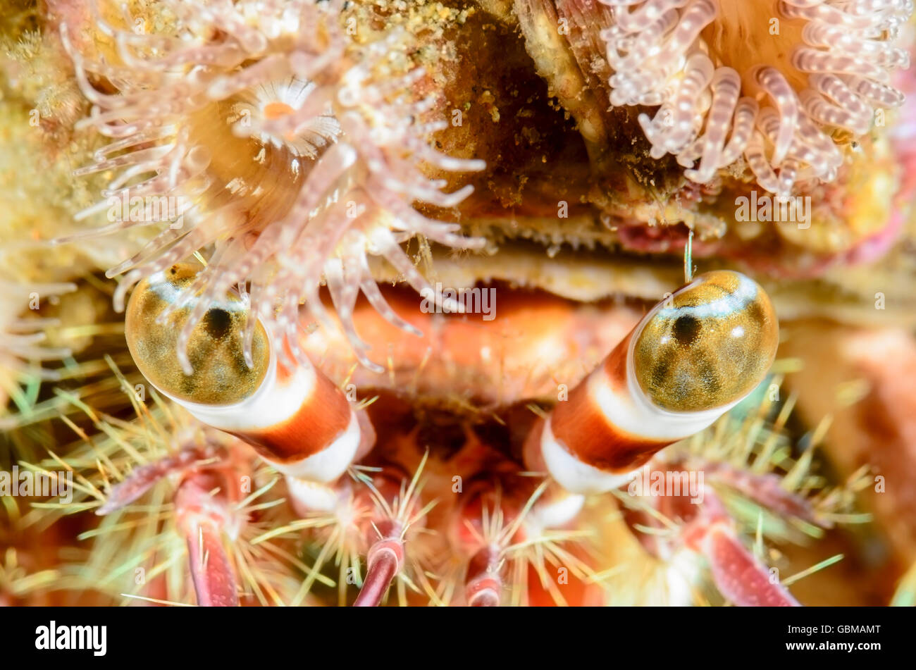 Anemone hermit crab, Dardanus pedunculatus, covers its shell with ...