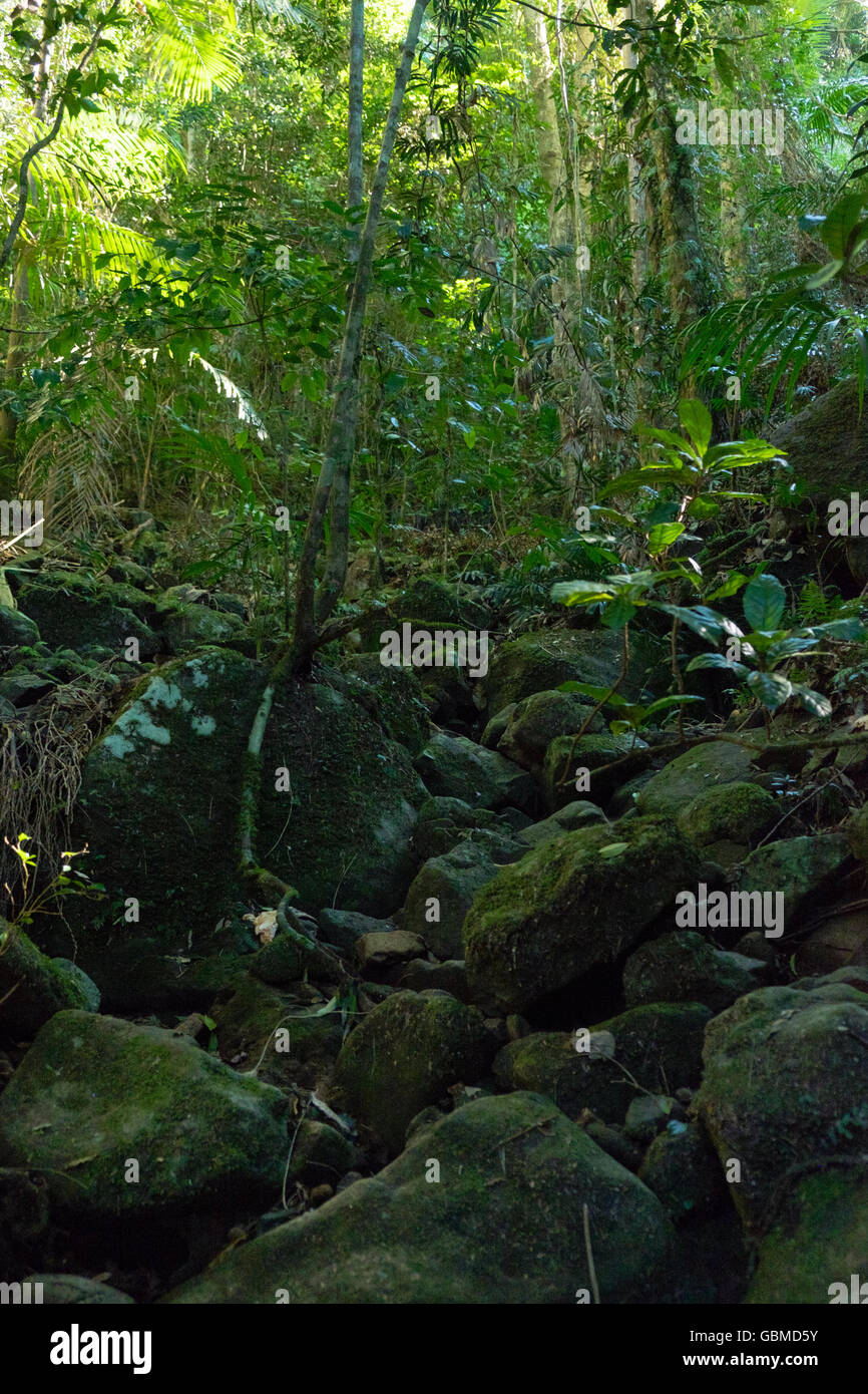 Mt Warning Trail Stock Photo - Alamy