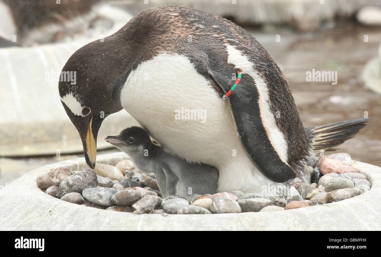 Mother Penguin
