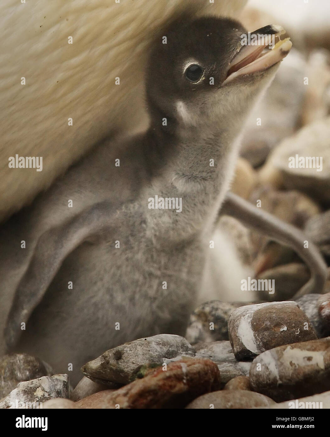 New born penguins Stock Photo - Alamy