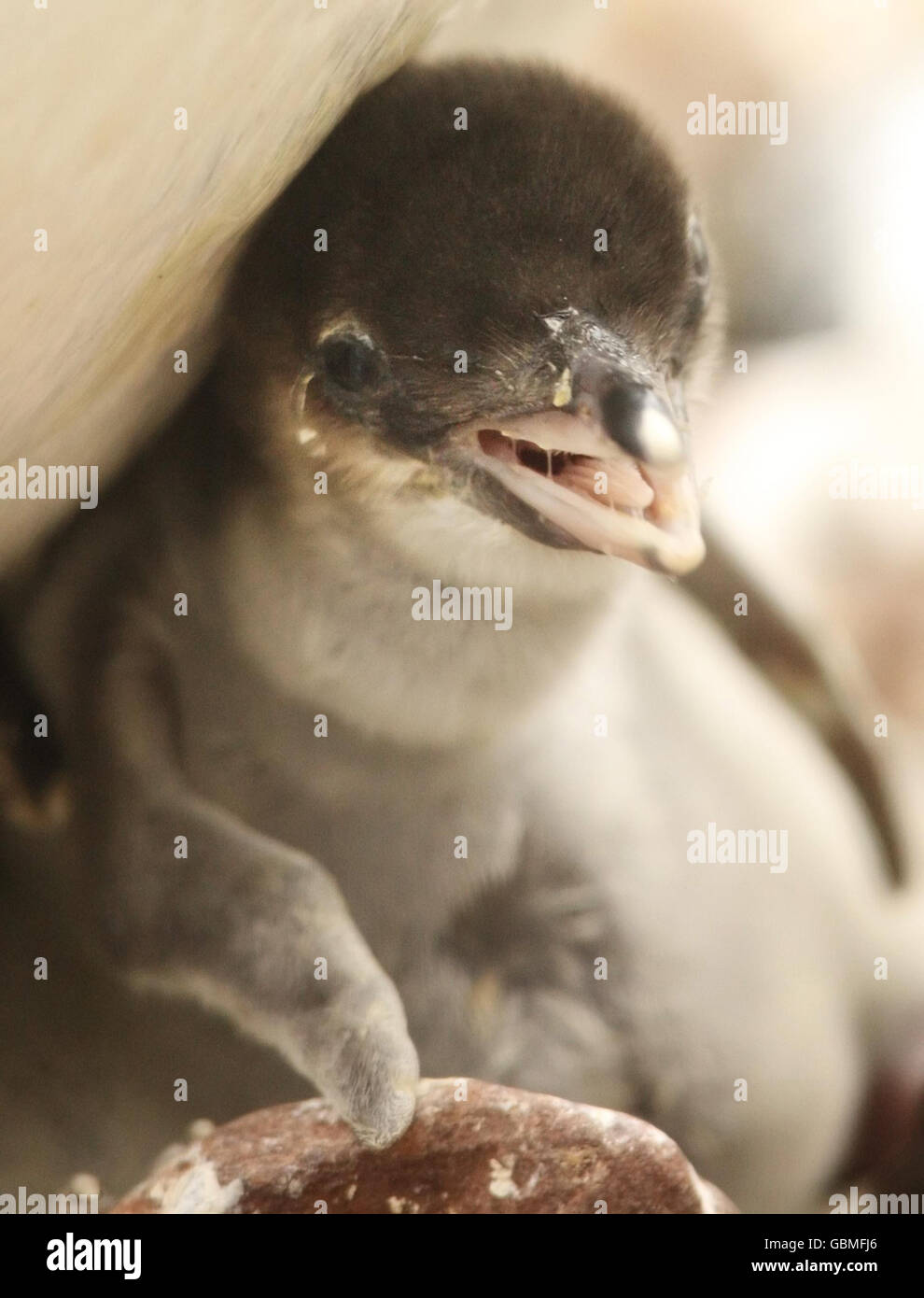 New born penguins. A new born penguin is seen at Edinburgh Zoo Stock ...