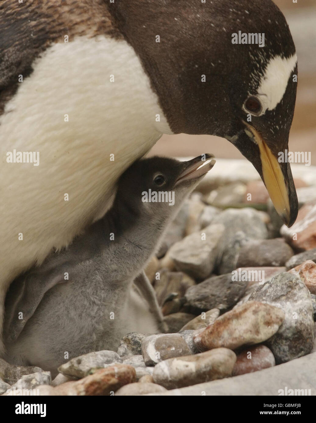 New born penguins Stock Photo - Alamy