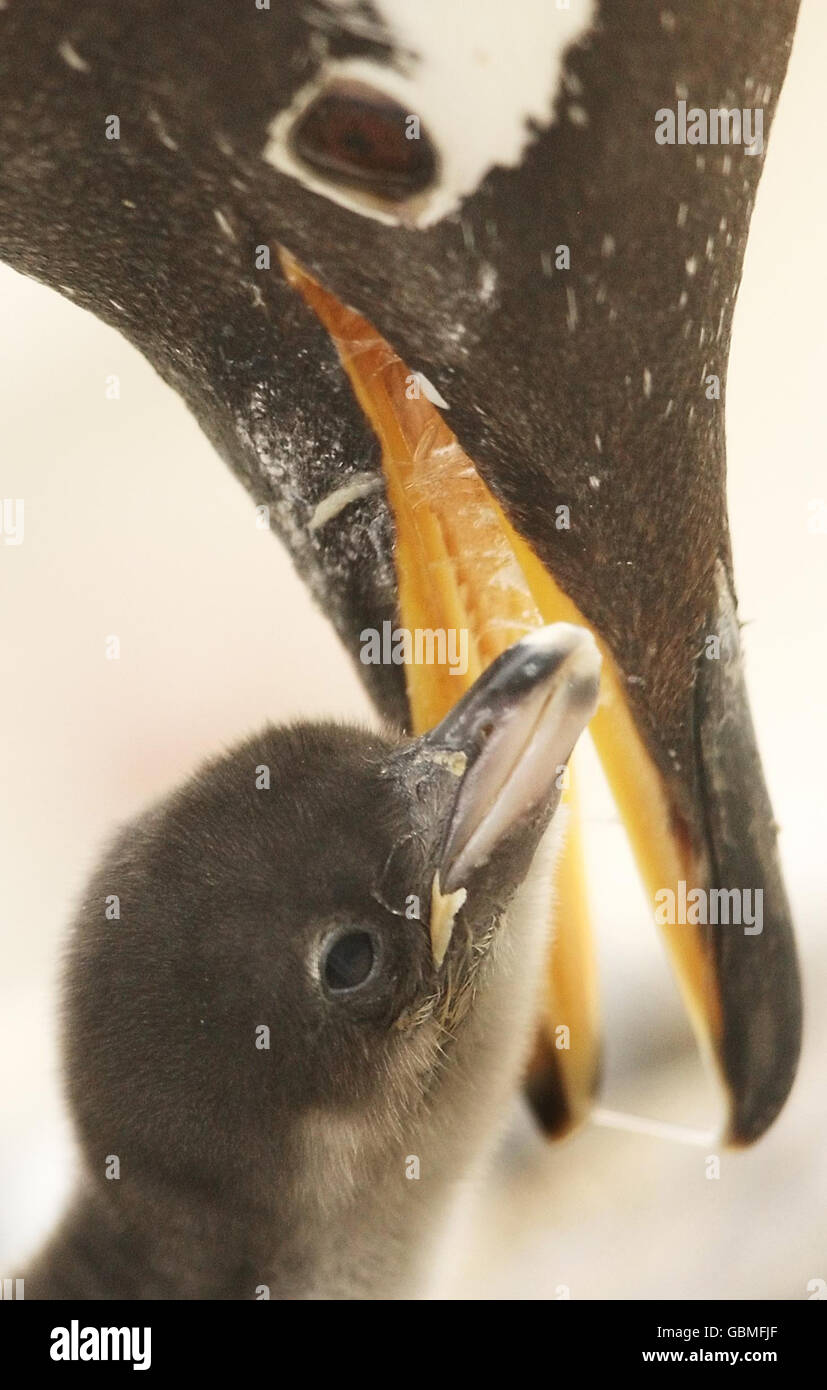 A new born penguin is seen with its mother at Edinburgh Zoo Stock Photo ...