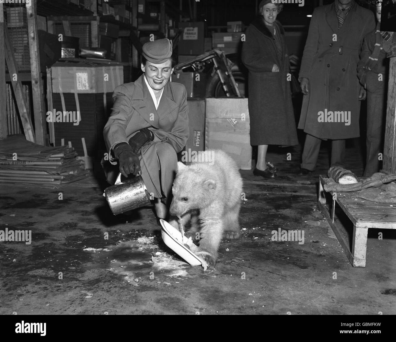 Animals - Spitfire the Polar Bear - London Airport - 1956 Stock Photo ...