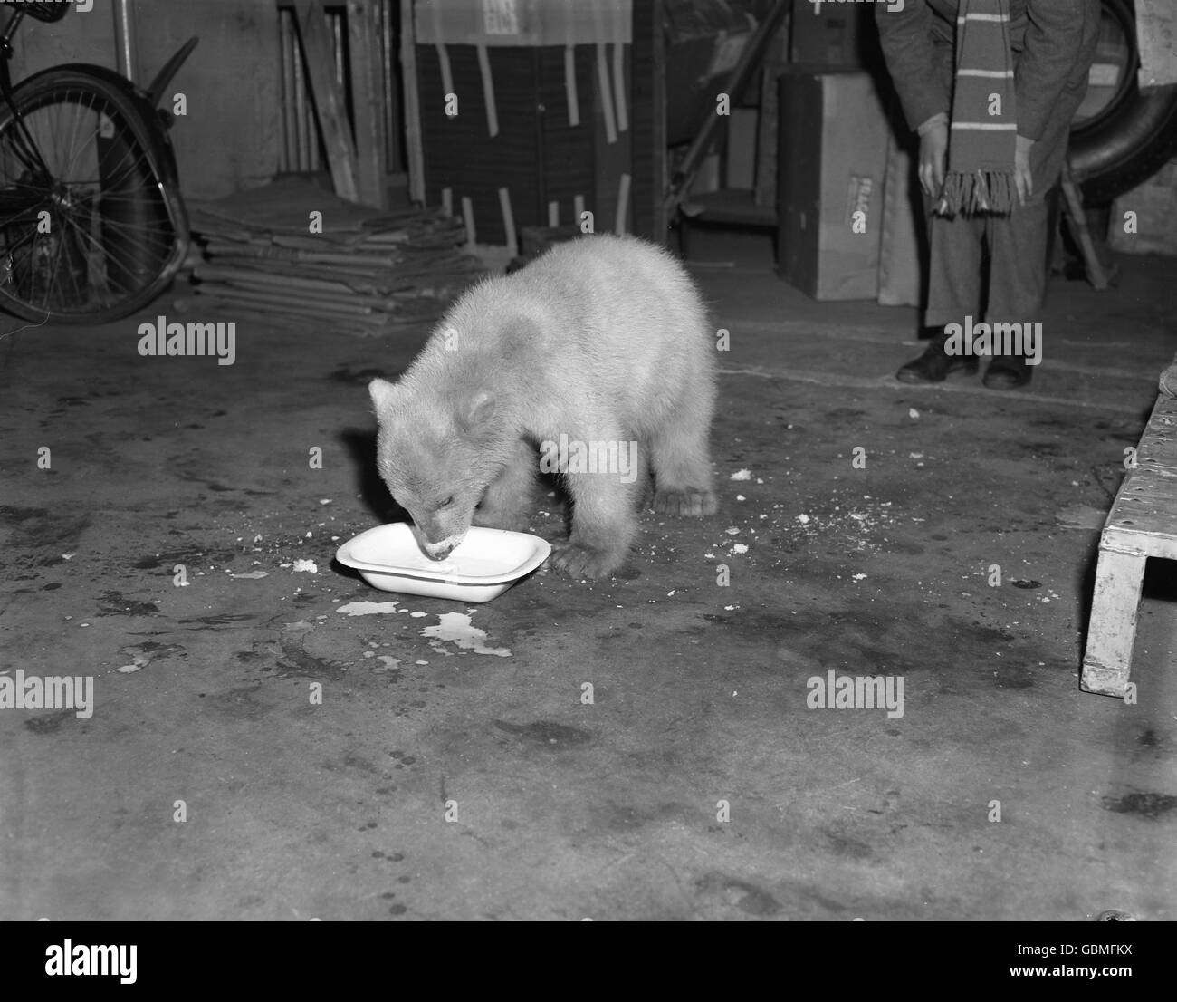 Animals - Spitfire the Polar Bear - London Airport - 1956 Stock Photo ...