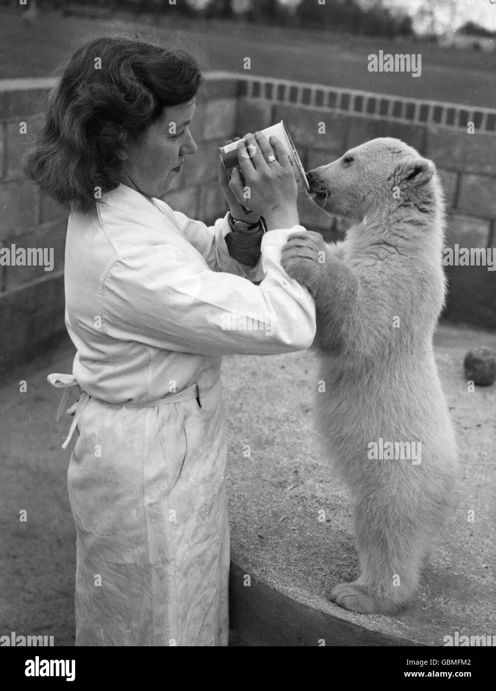 Spitfire, the baby polar bear who is still in the cuddly stage, eagerly ...