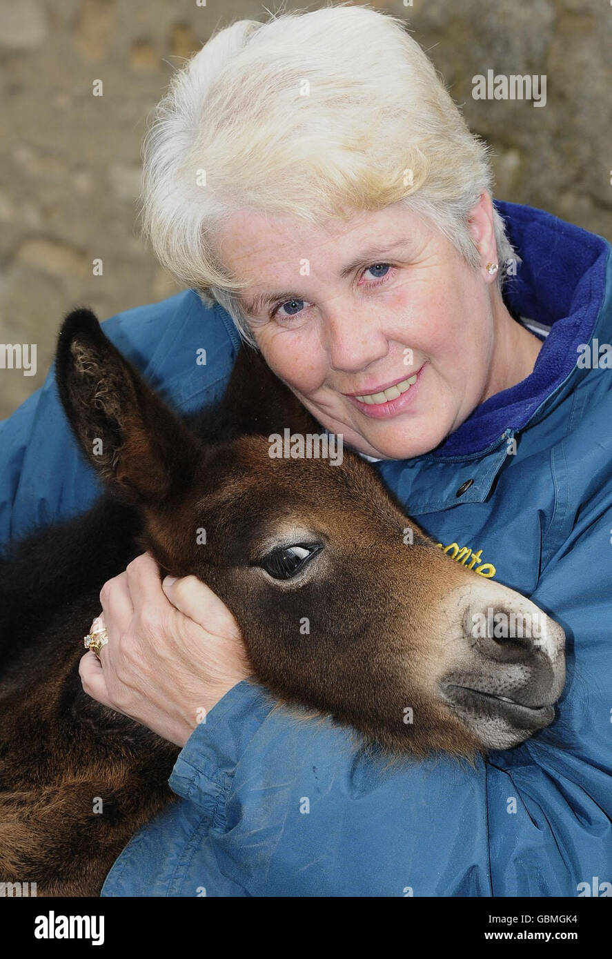 Pedro the miniature mule hi-res stock photography and images - Alamy