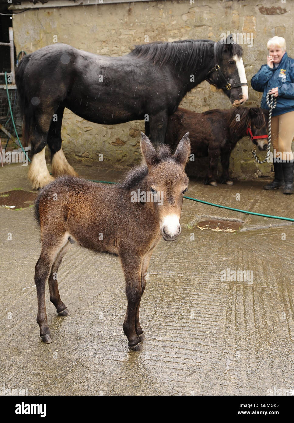 Pedro the miniature mule hi-res stock photography and images - Alamy