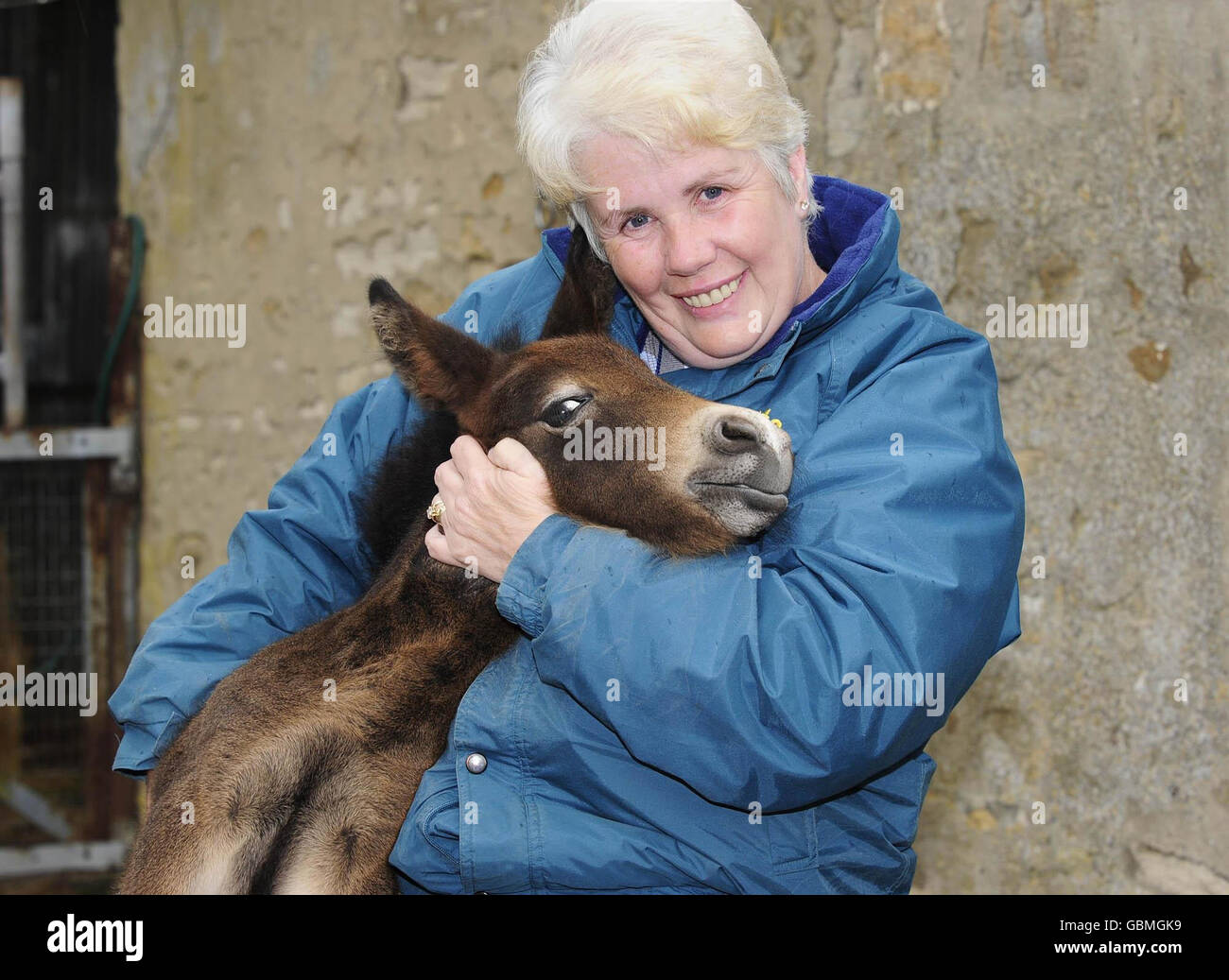 Pedro the miniature mule hi-res stock photography and images - Alamy