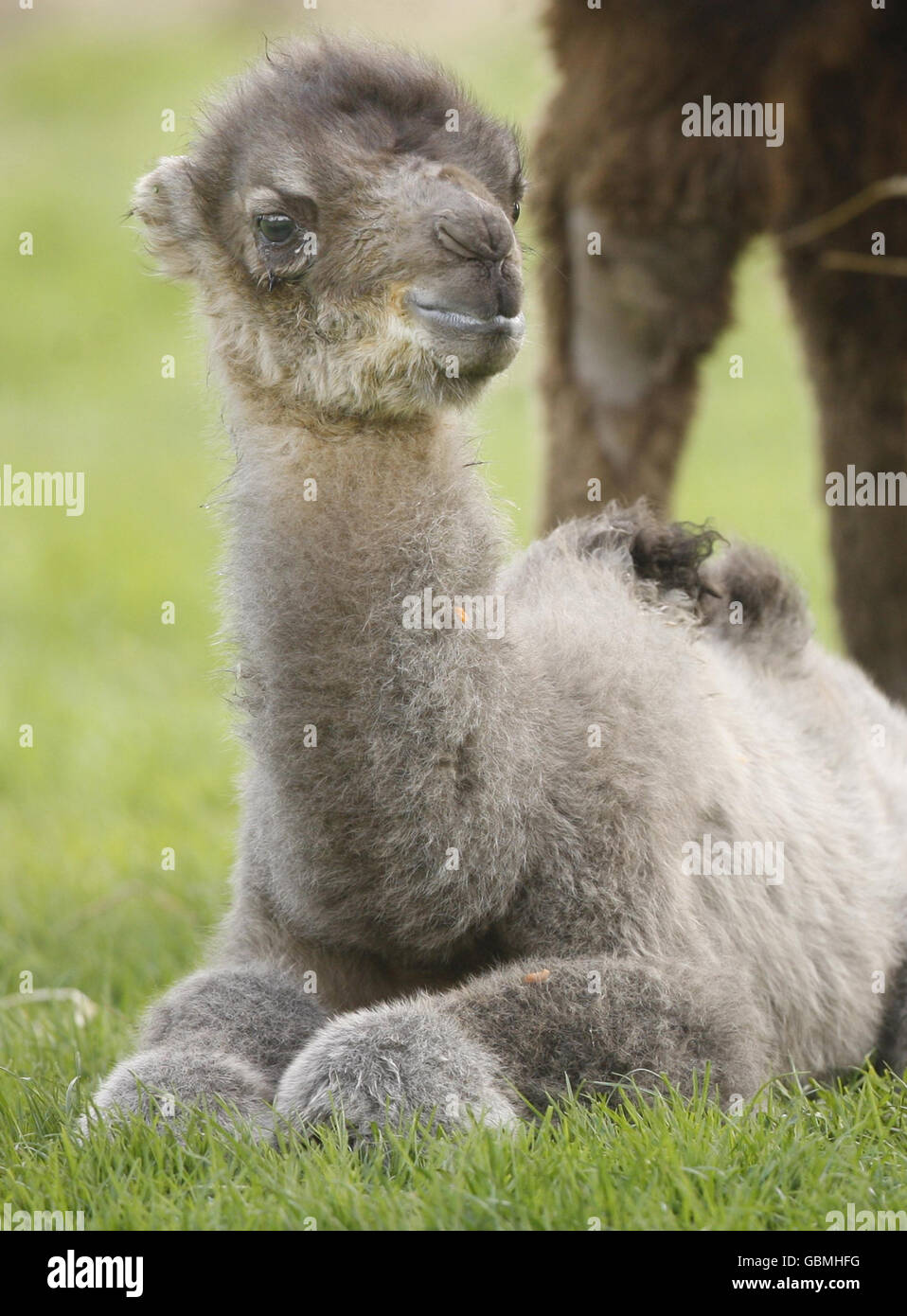 Newly born Bactrian camel named Alba in celebration of Home Coming ...
