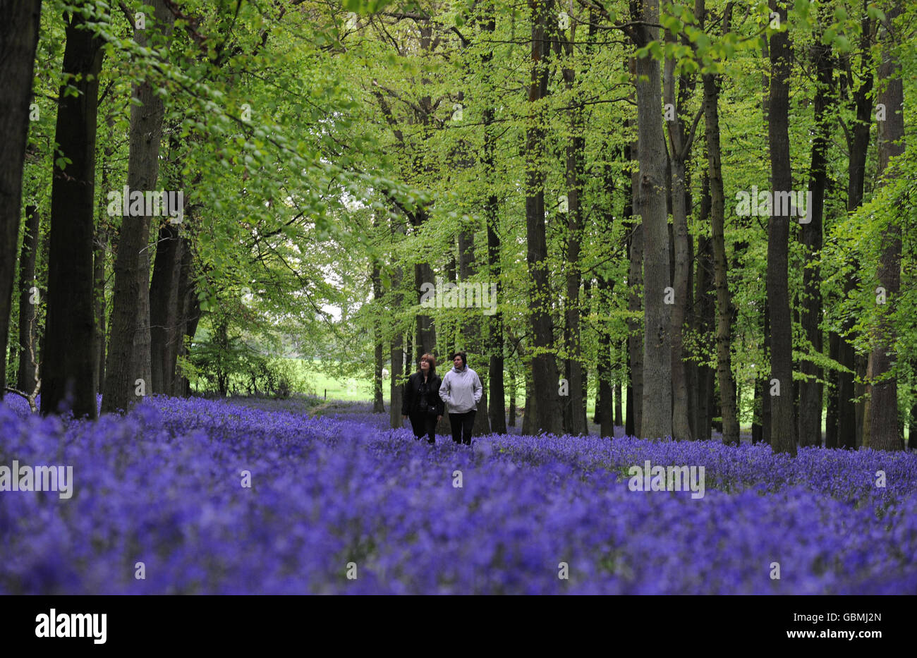 Bank holiday bluebells Stock Photo - Alamy