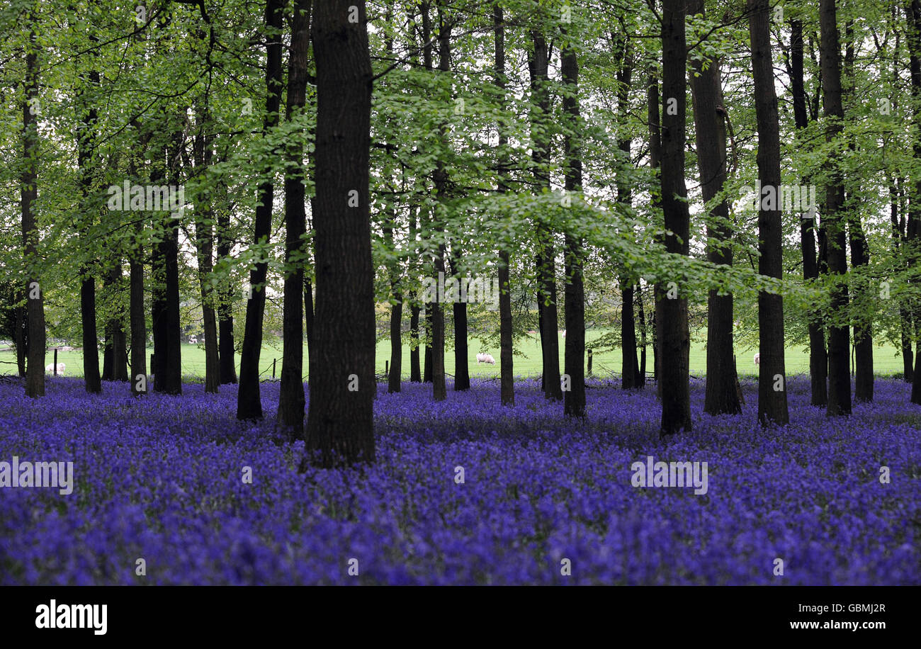Bank holiday bluebells Stock Photo - Alamy