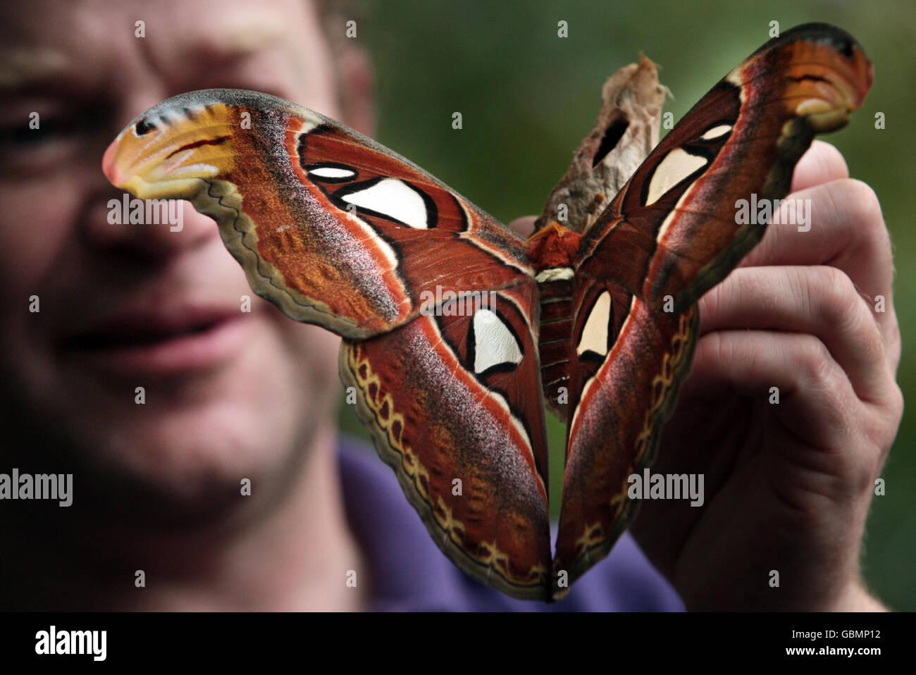Giant Atlas Moth Stock Photo - Alamy