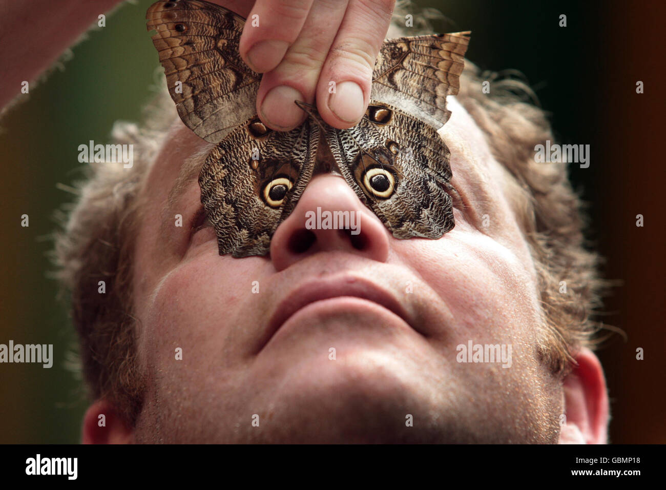 Staff member Kevin Thom holds up a Giant Atlas Moth the largest in the ...