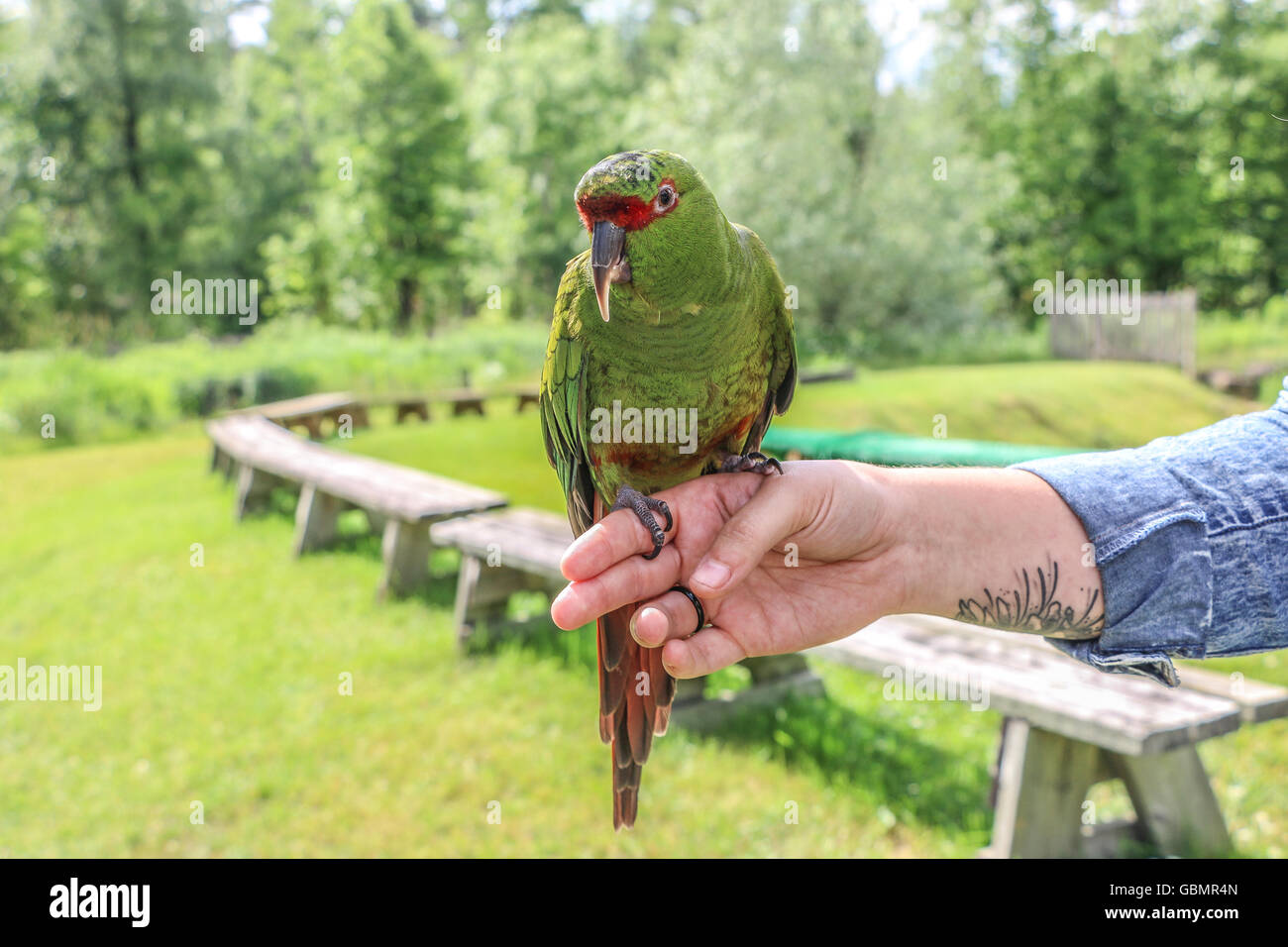 Parrot grass hi-res stock photography and images - Alamy