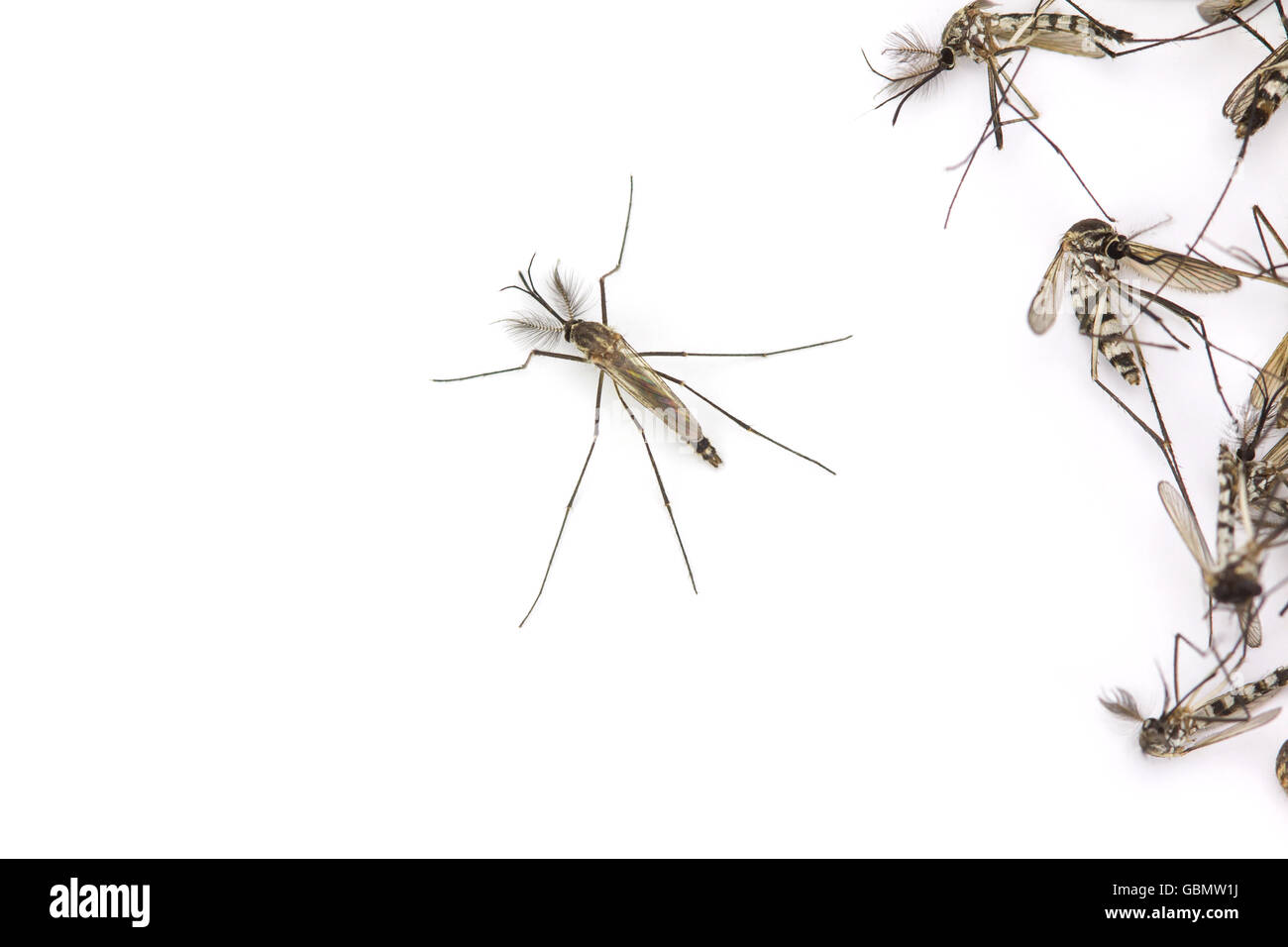 Close up Mosquito isolated on white background, Top view Stock Photo ...