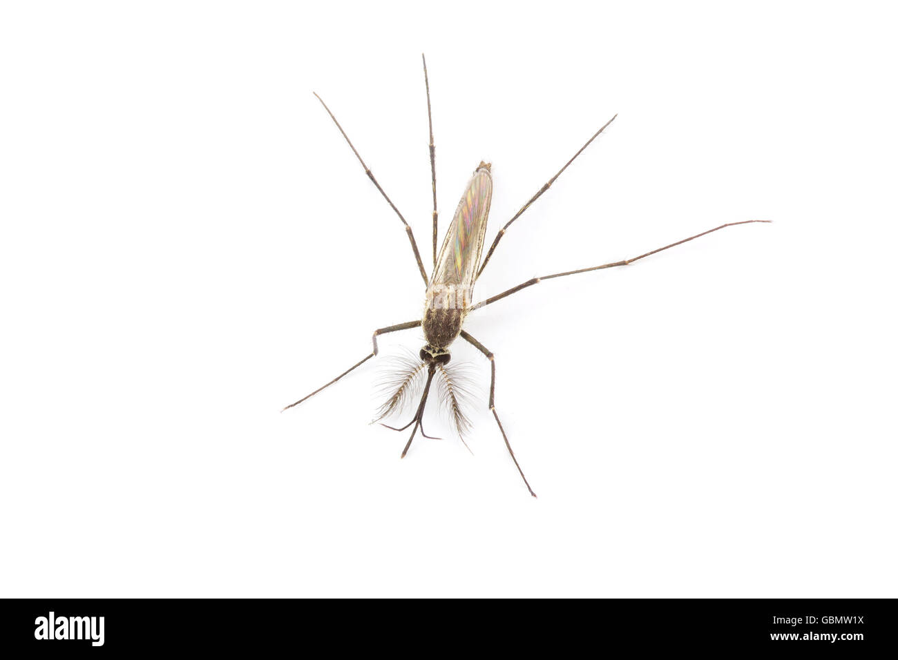 Close up Mosquito isolated on white background, Top view Stock Photo ...