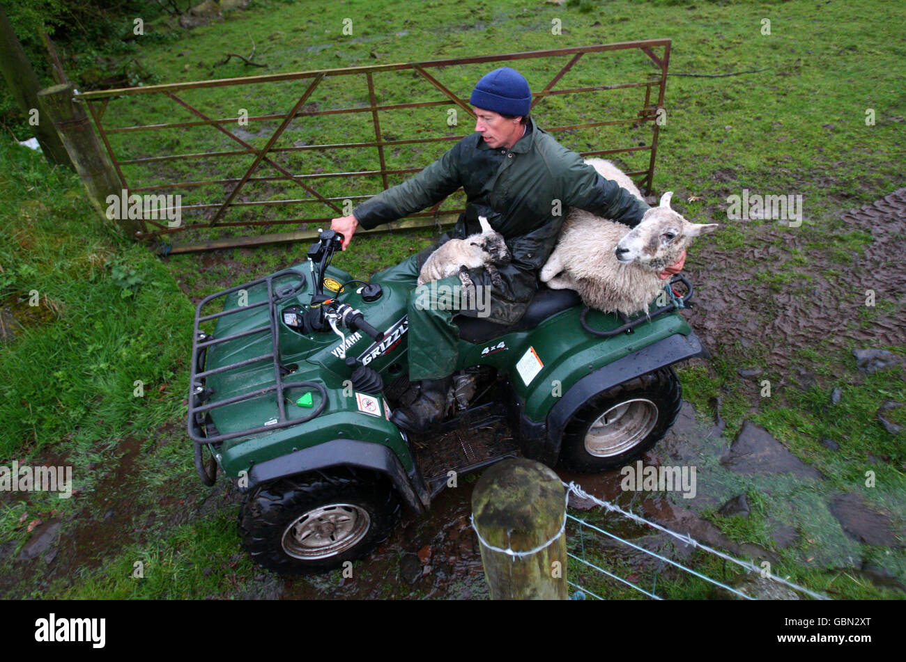 Sheep battered by winds Stock Photo - Alamy