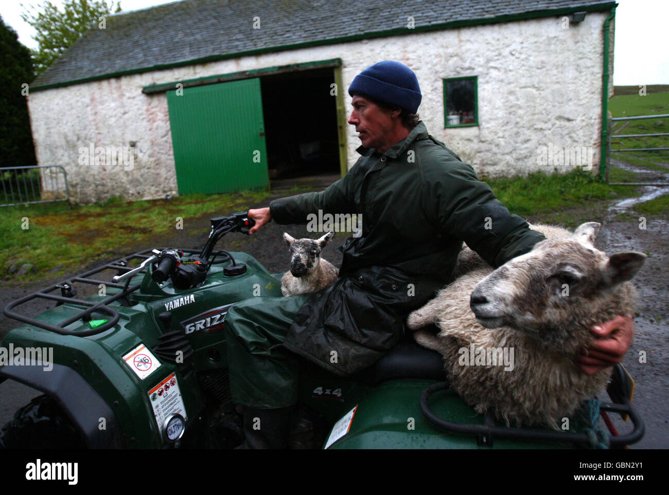 Sheep battered by winds Stock Photo - Alamy