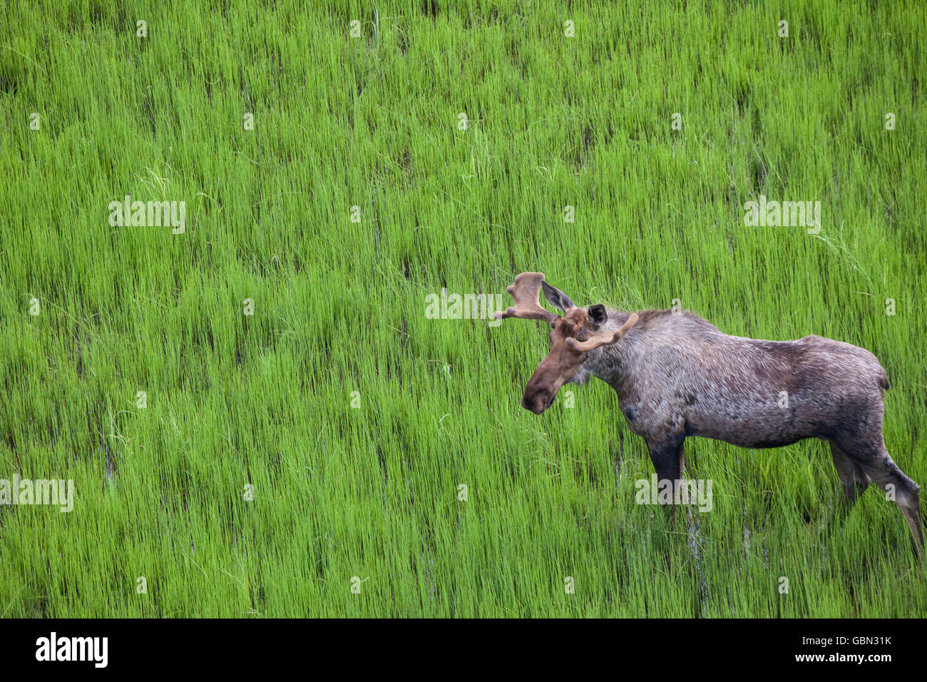 Steese national conservation area hi-res stock photography and images ...