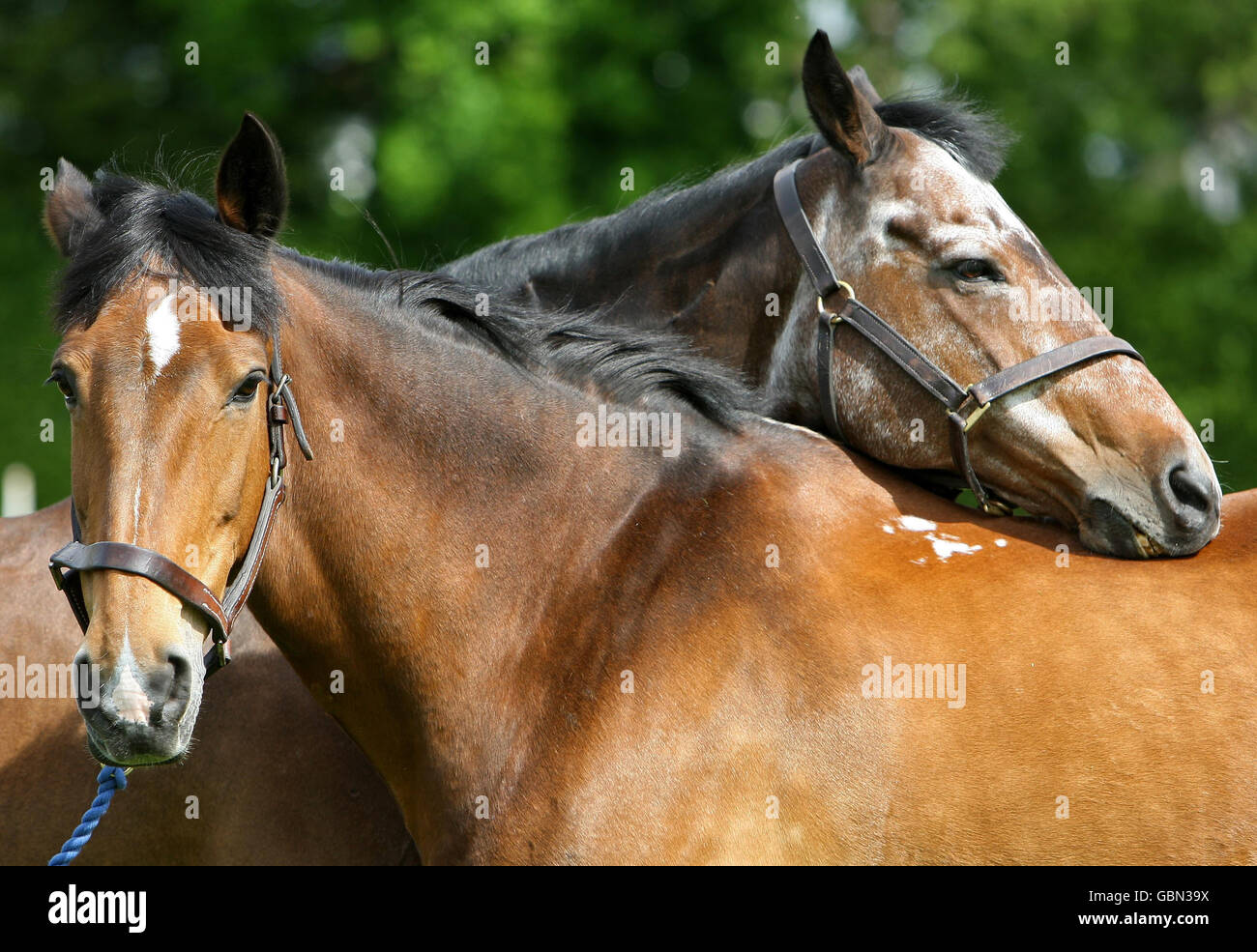 Retiring police horses Stock Photo - Alamy