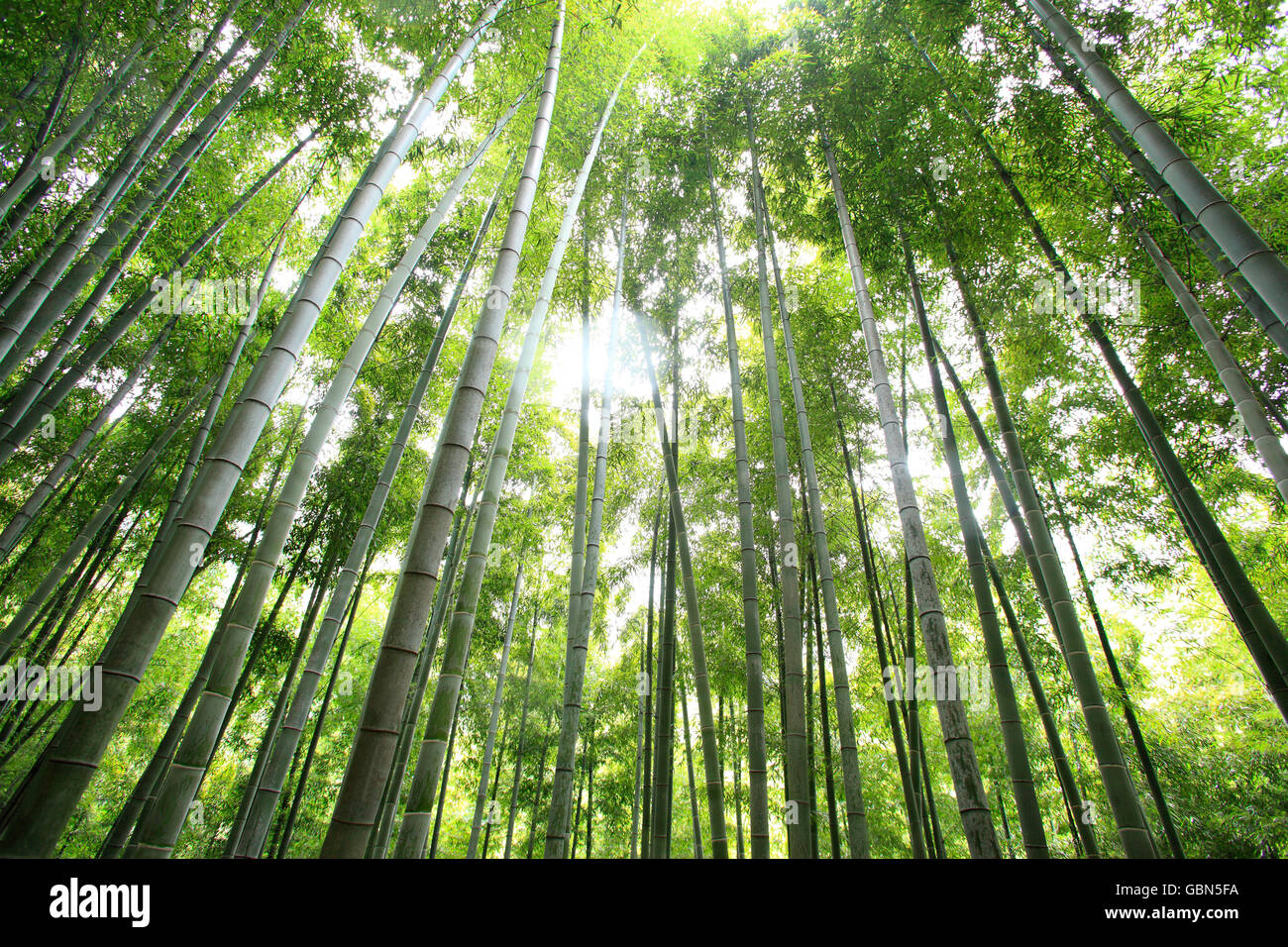 Bamboo forest in Anji, Zhejiang Province Stock Photo - Alamy
