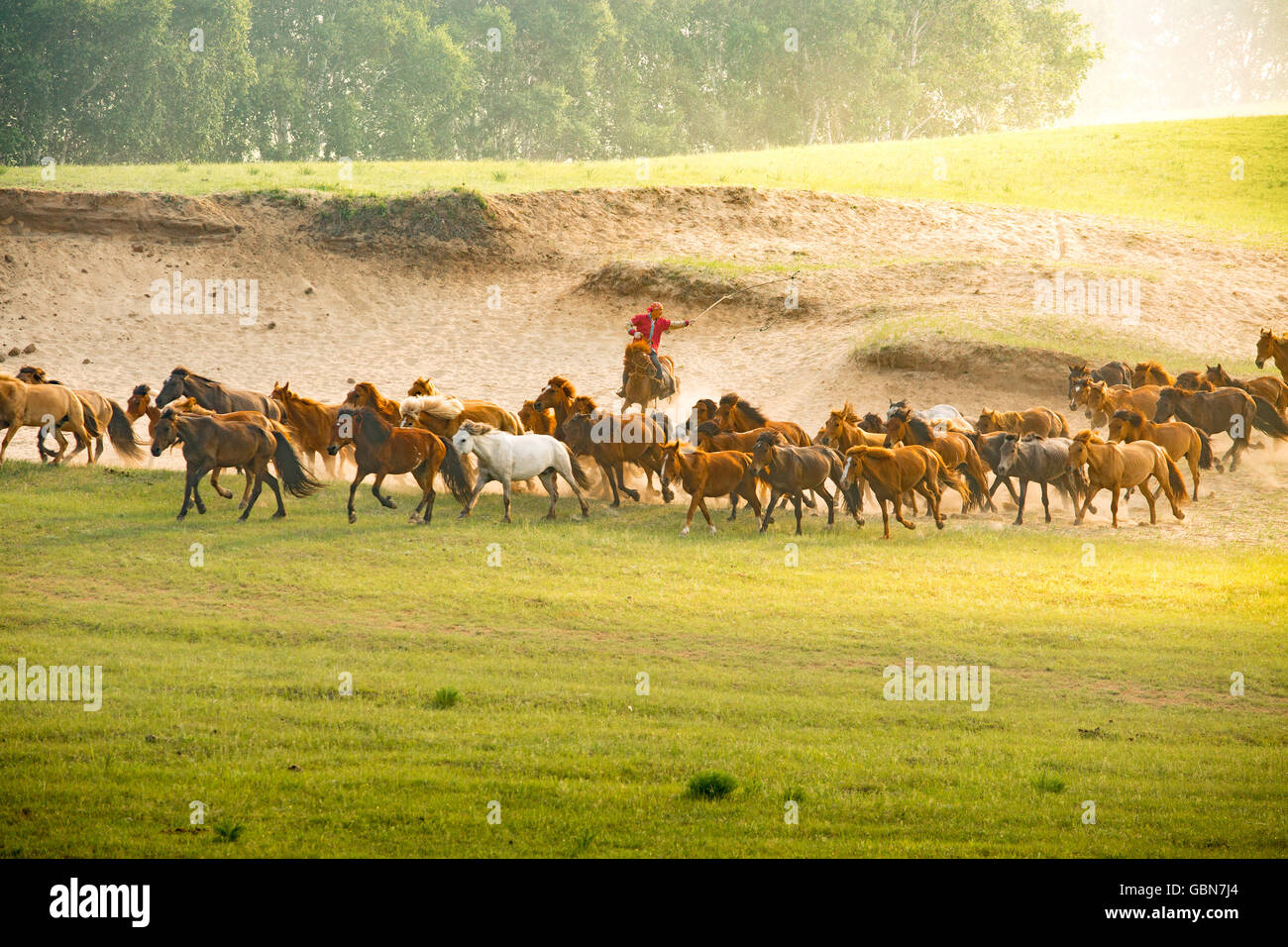 Inner Mongolia prairie horse Stock Photo - Alamy