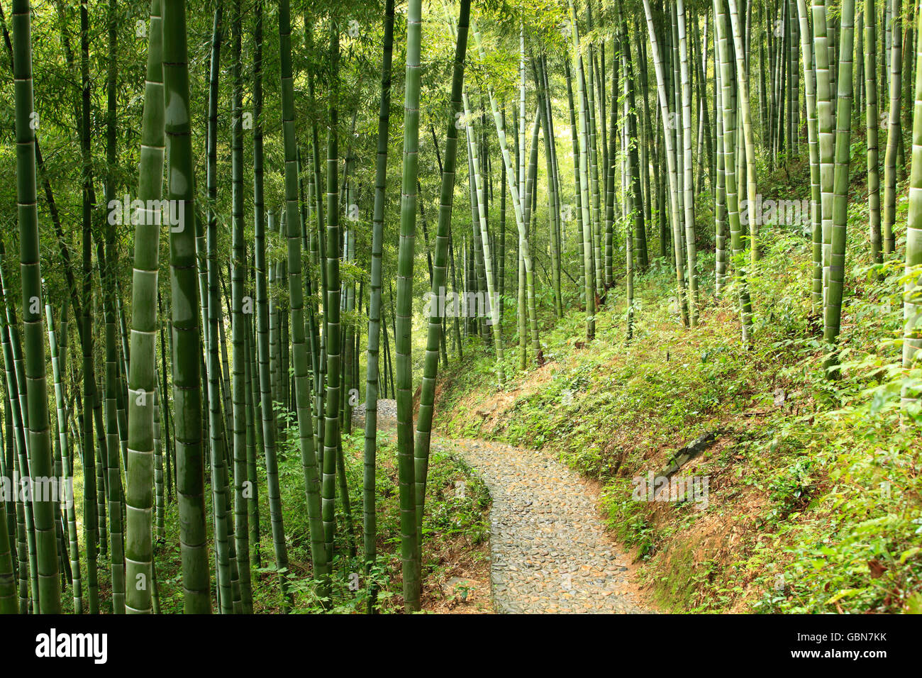 Bamboo forest in Anji, Zhejiang Province Stock Photo - Alamy