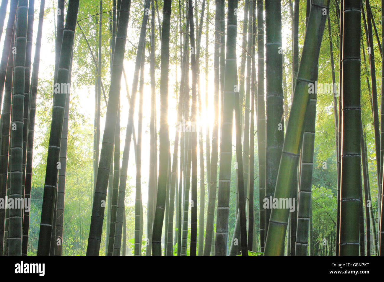 Anji bamboo forest hi-res stock photography and images - Alamy