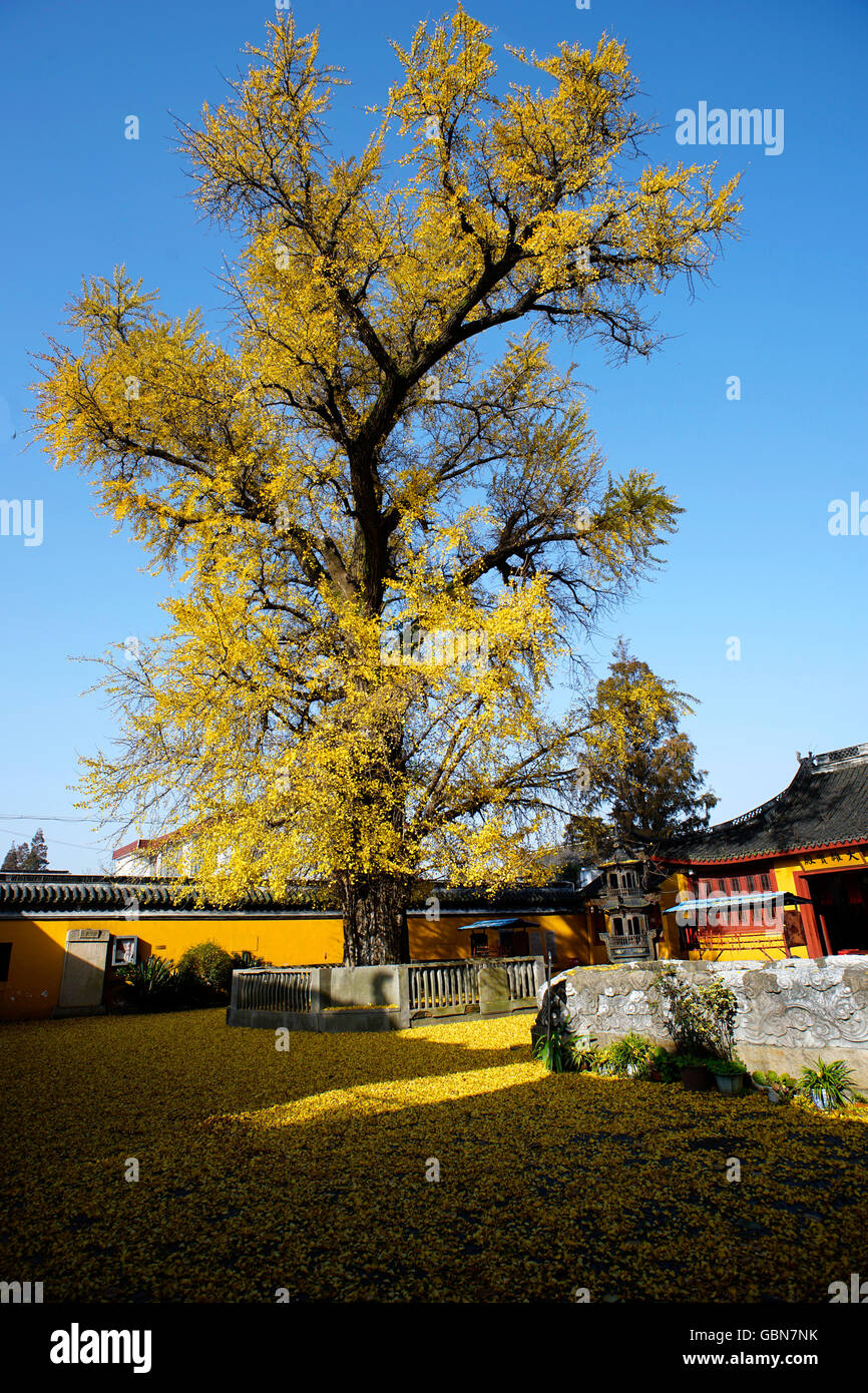 Qingpu district hi-res stock photography and images - Alamy