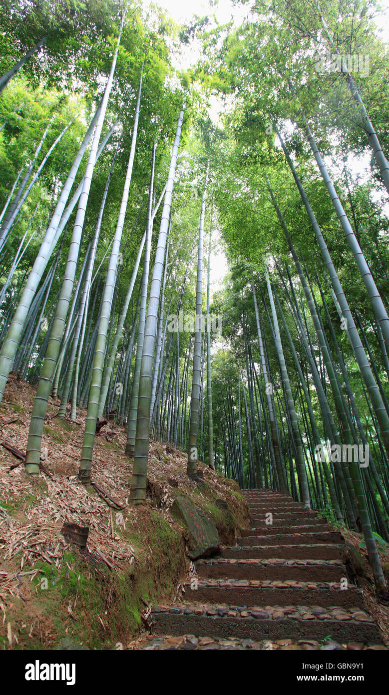 Anji bamboo forest hi-res stock photography and images - Alamy