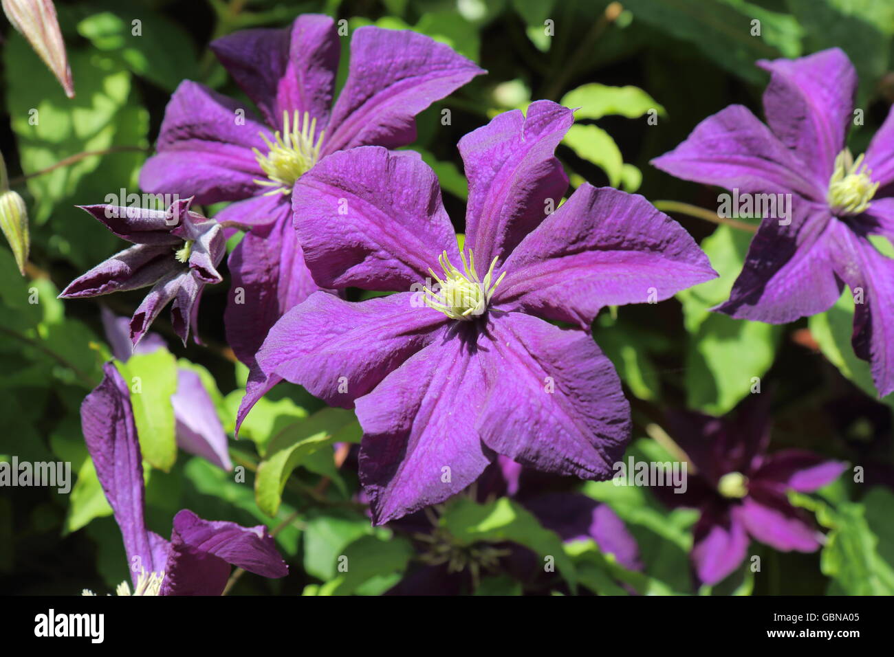 Purple climbing plant hi-res stock photography and images - Alamy