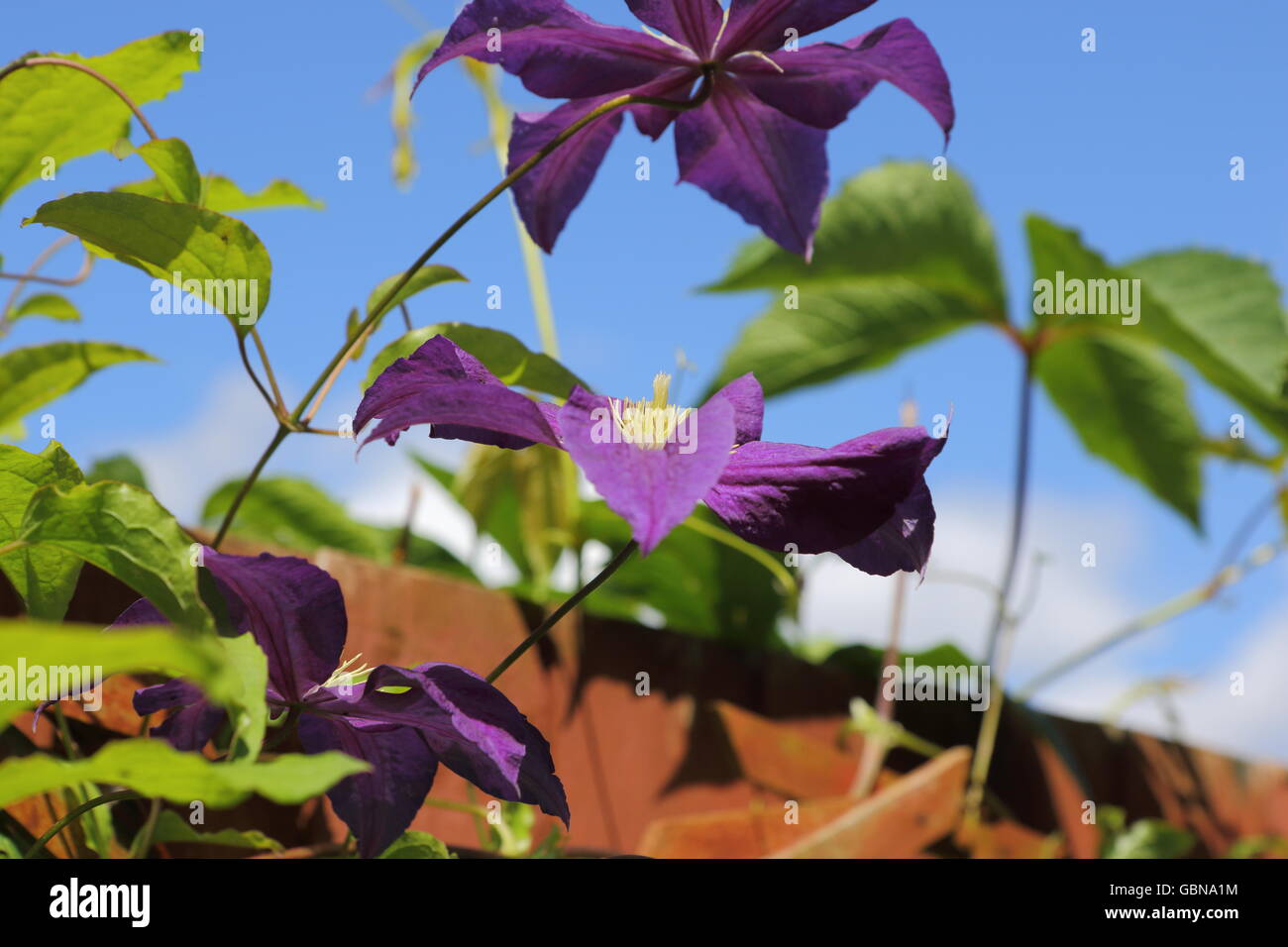 A view of the beautiful purple climbing plant Clematis Stock Photo - Alamy