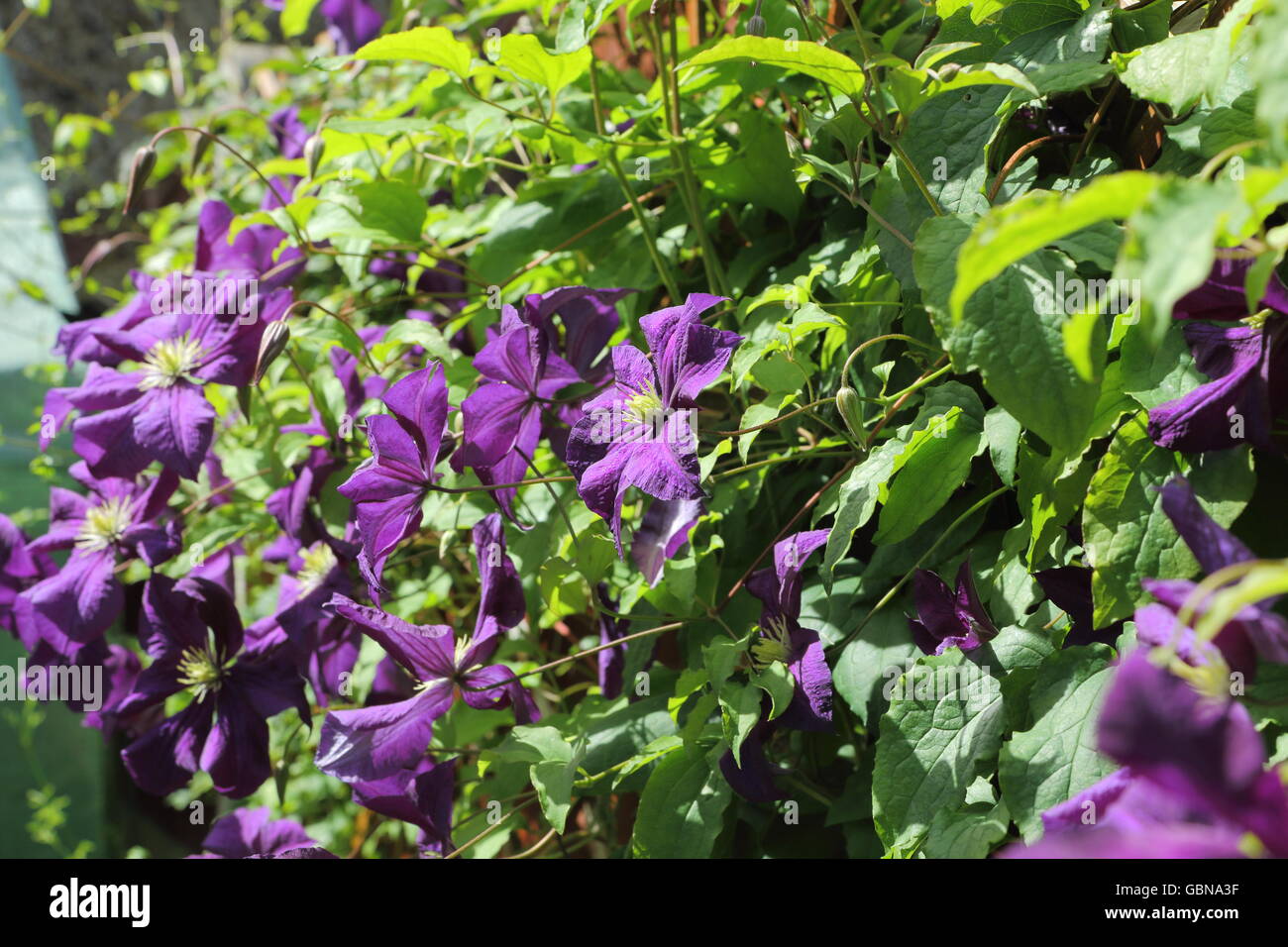 A view of the beautiful purple climbing plant Clematis Stock Photo - Alamy