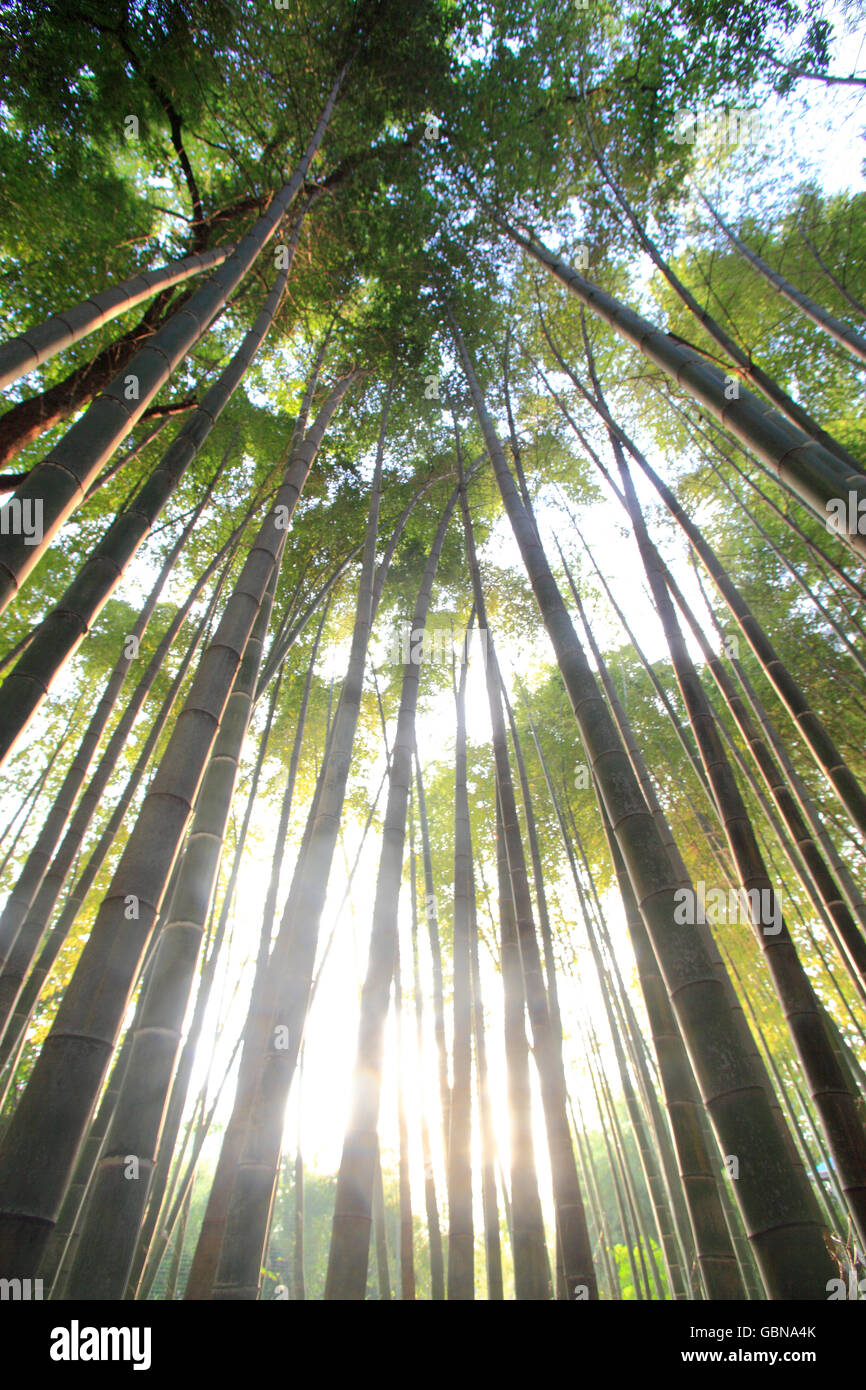 Anji bamboo forest hi-res stock photography and images - Alamy