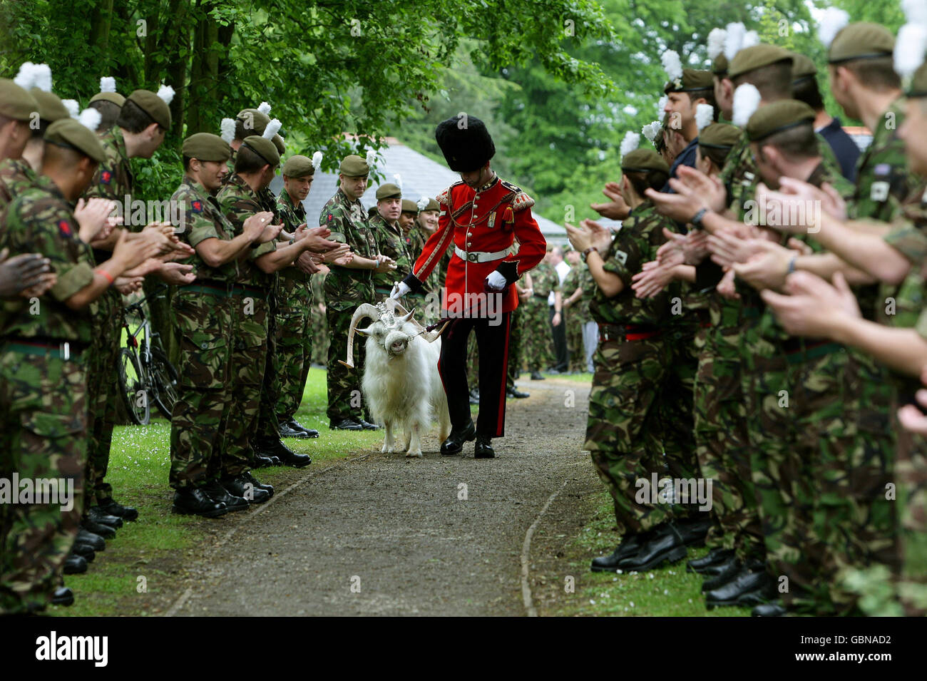 Regimental goat hi-res stock photography and images - Alamy