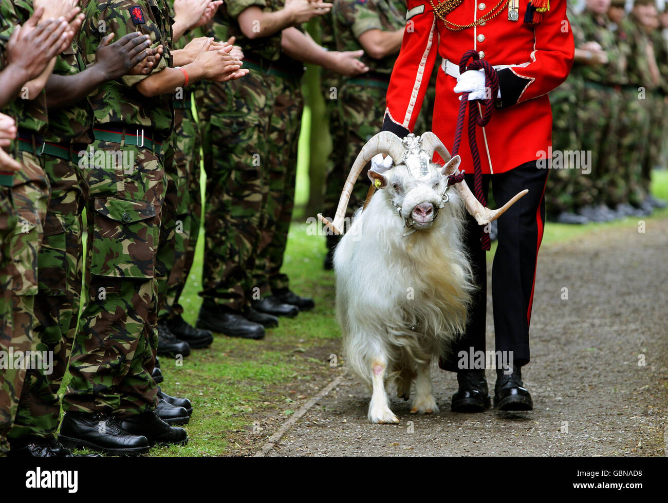 Regimental Goat Stock Photos & Regimental Goat Stock Images - Alamy