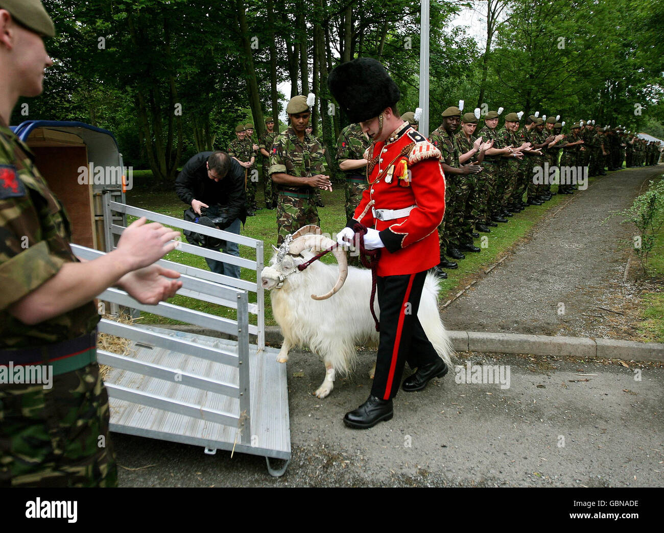 The Royal Welsh Goat High Resolution Stock Photography and Images - Alamy