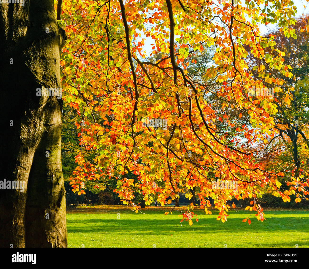 Sunny autumn foliage Stock Photo - Alamy