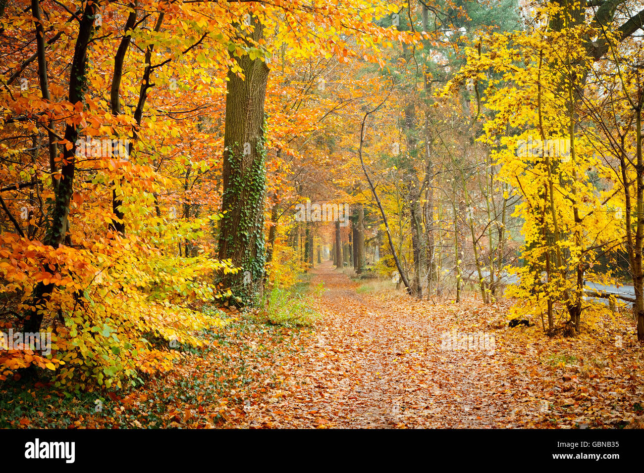 Autumn in the forest Stock Photo - Alamy