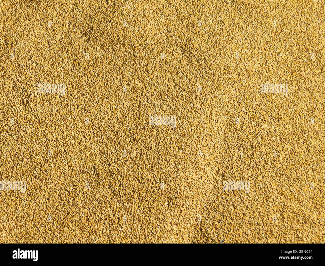 Grain drying hi-res stock photography and images - Alamy